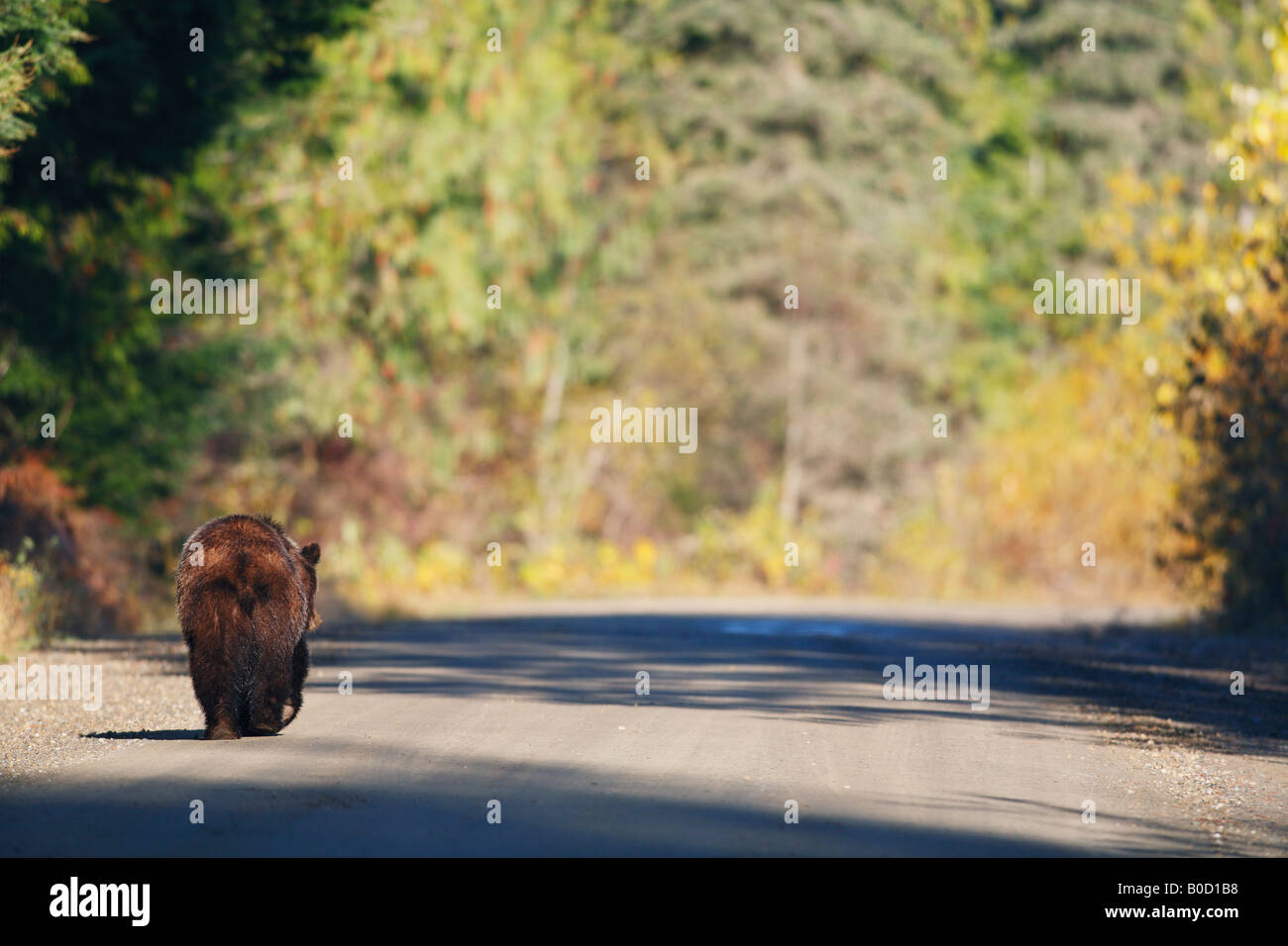 Nonchalantly Walking