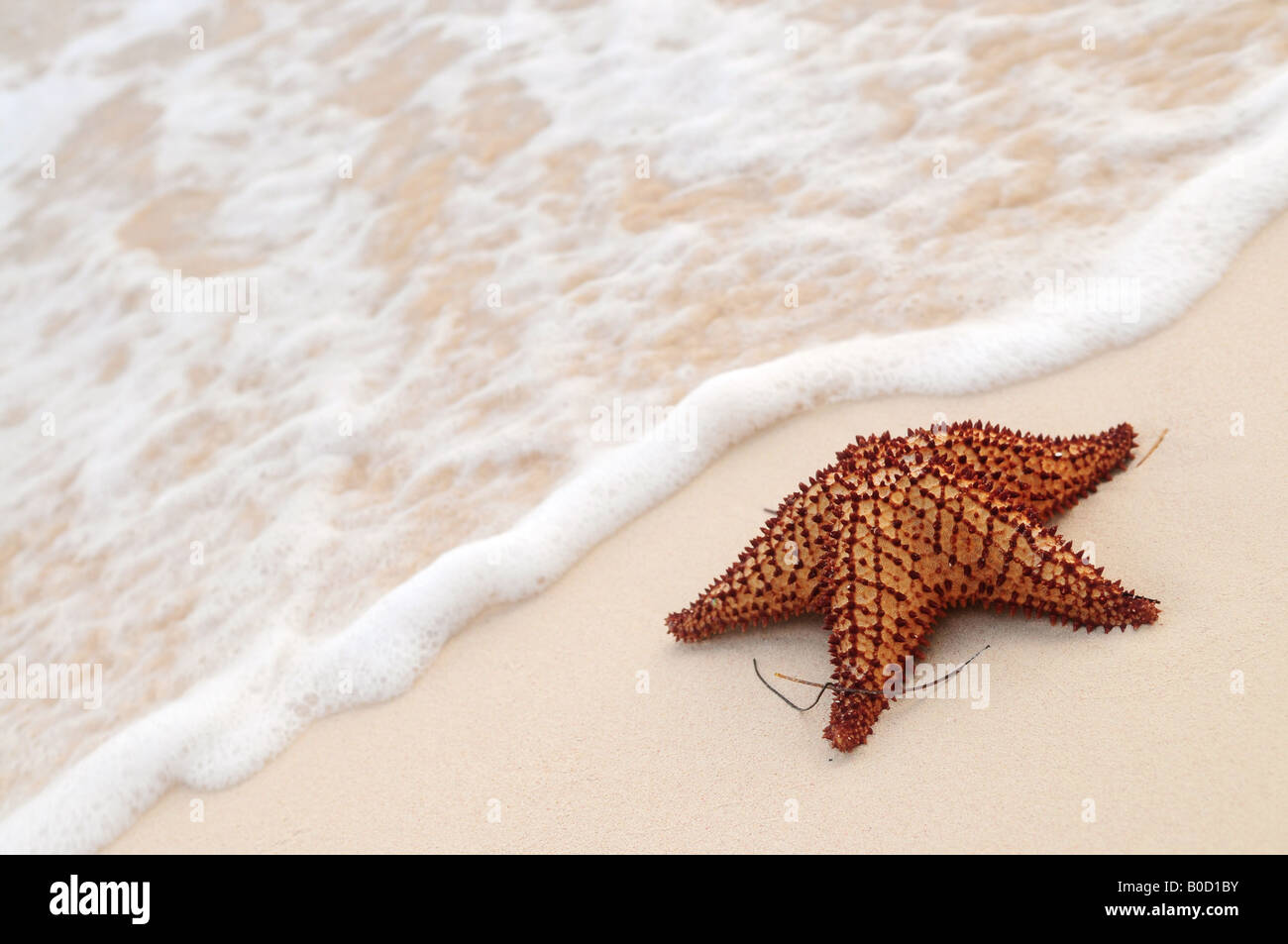 Starfish and ocean wave on sandy tropical beach Stock Photo - Alamy