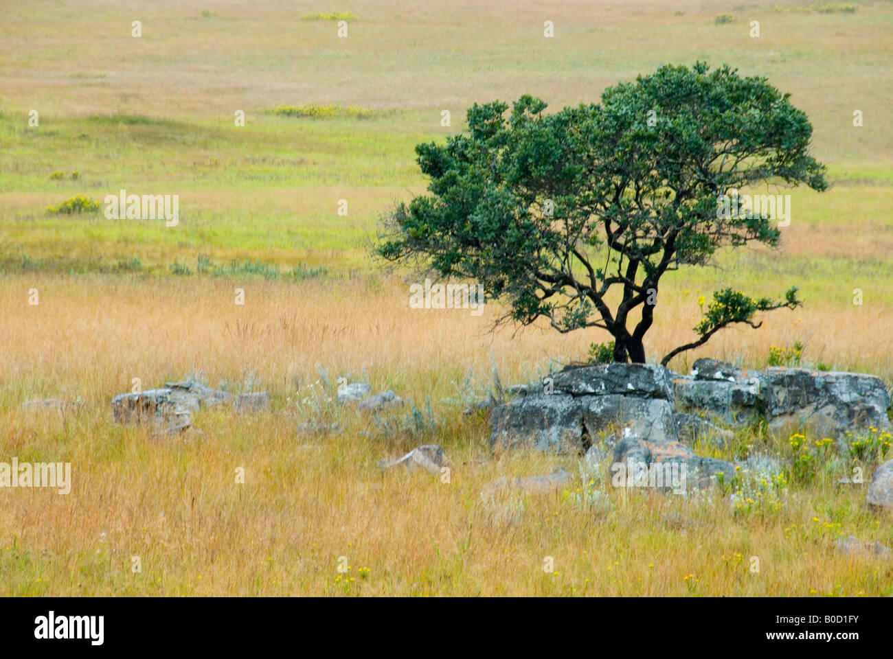 One tree in a beautiful countryside landscape Stock Photo - Alamy