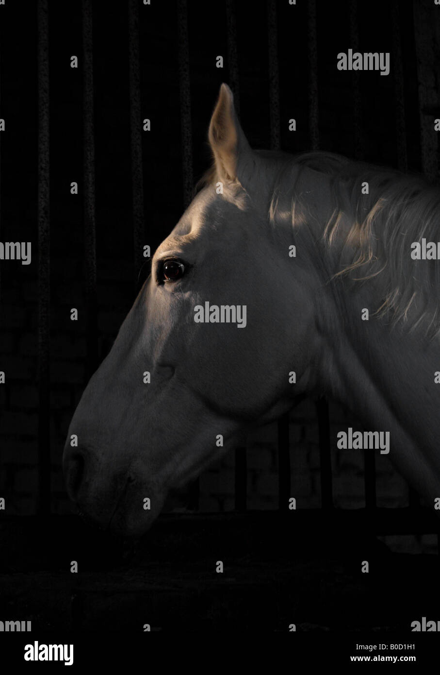 The grey horse portrait in dark stable Stock Photo - Alamy