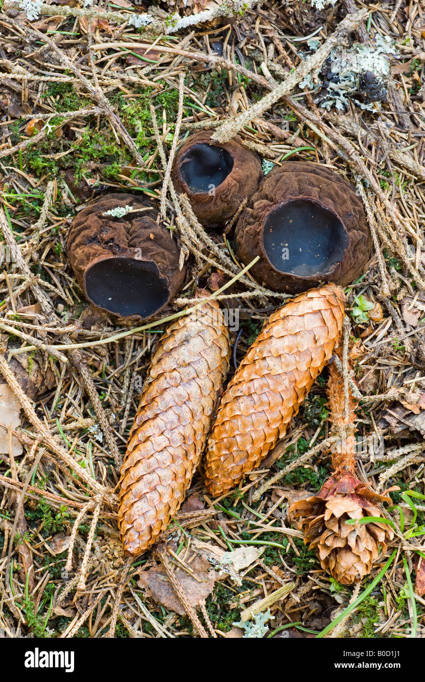 Toadstools of a fungus Stock Photo - Alamy