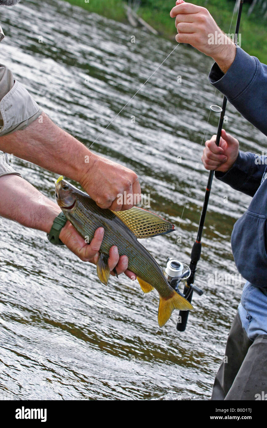 Artic grayling hi-res stock photography and images - Alamy
