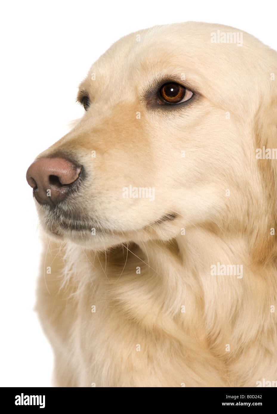 Labrador retriever cream in front of white background and facing the ...