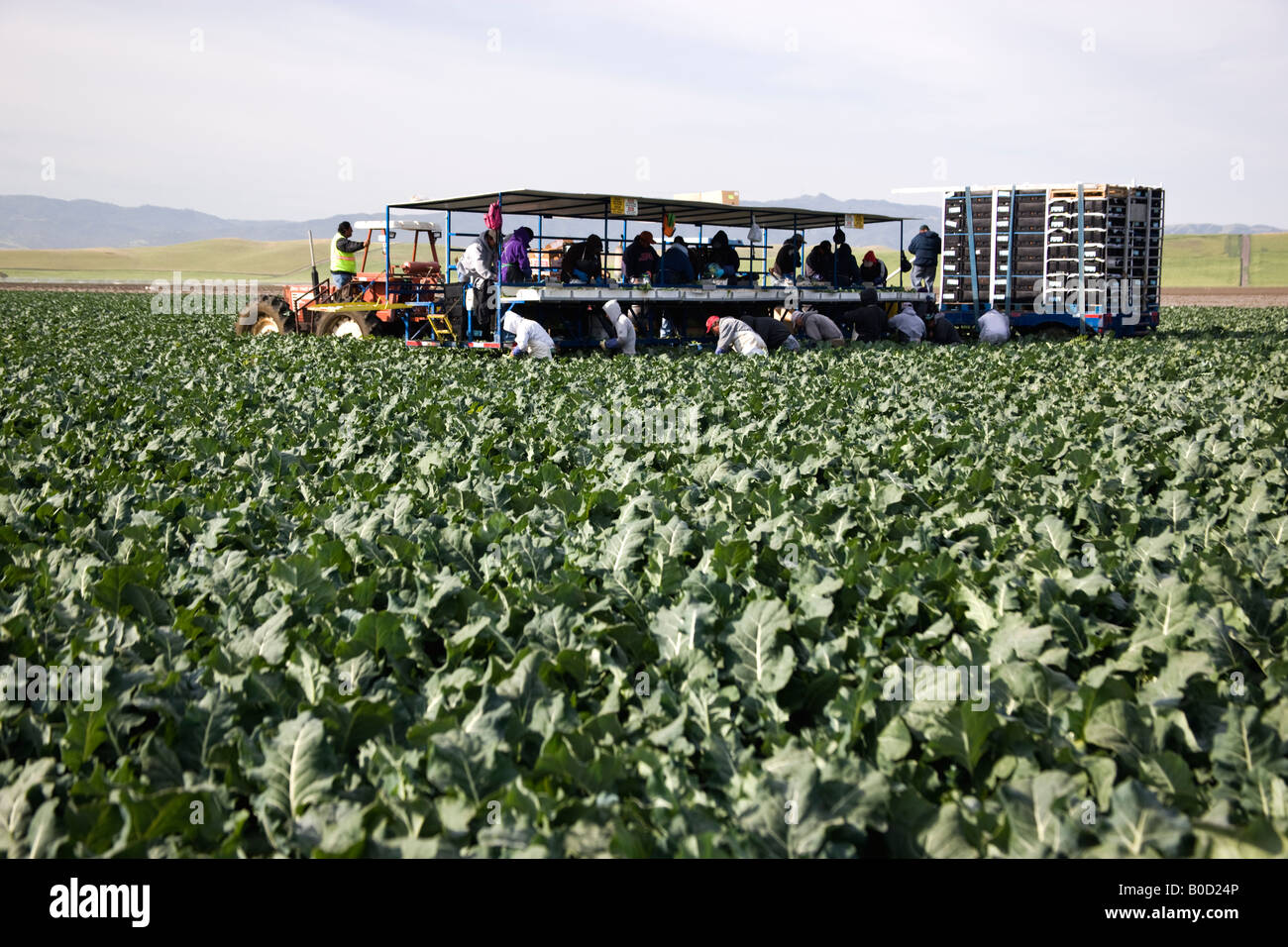 Growing broccoli hi-res stock photography and images - Alamy