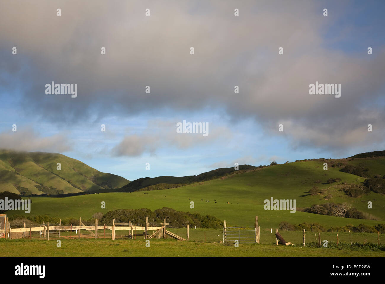 Rolling pasture Point Reyes Station Marin County California USA Stock ...