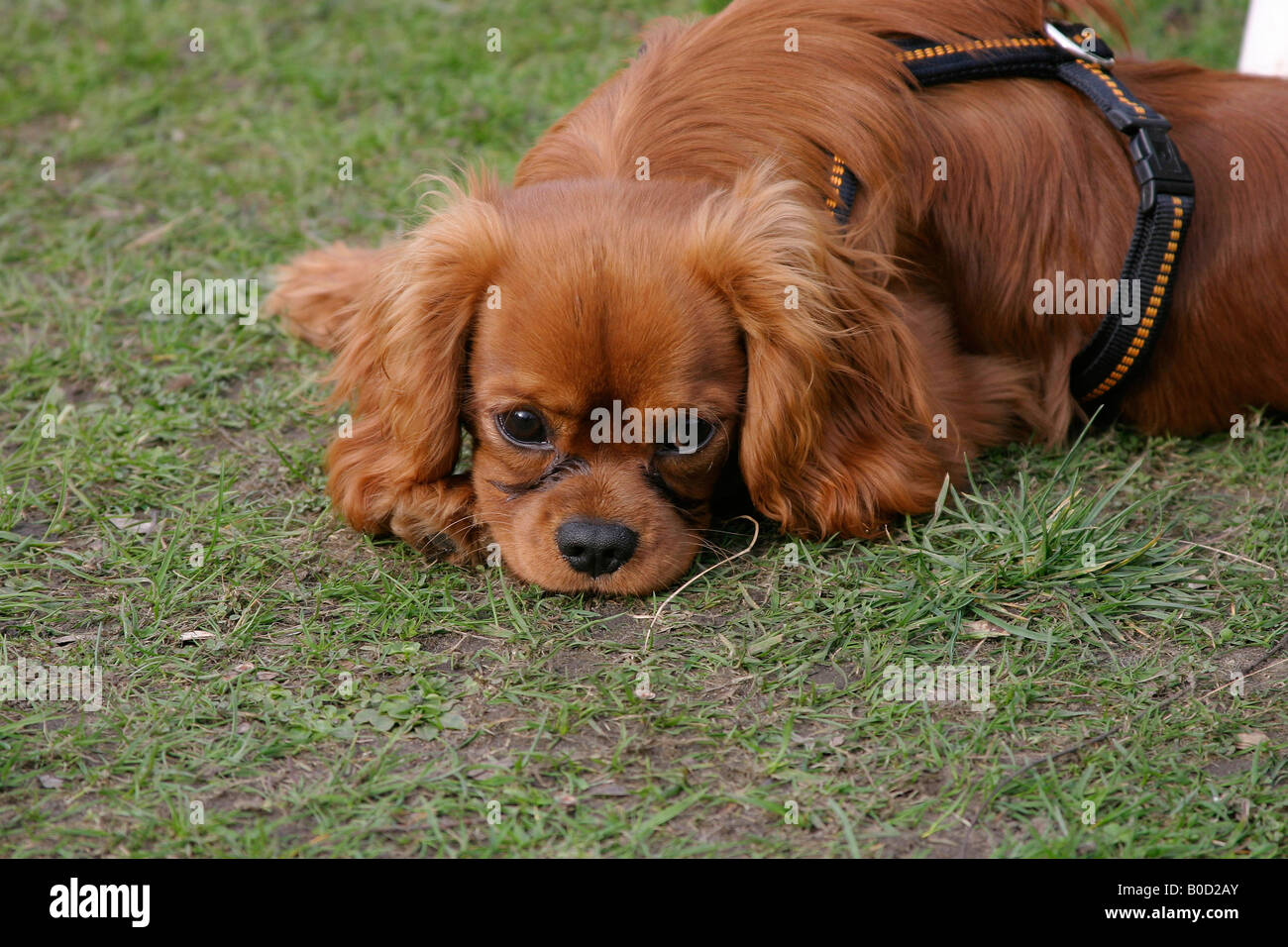Cavalier King Charles Spaniel ruby Stock Photo - Alamy