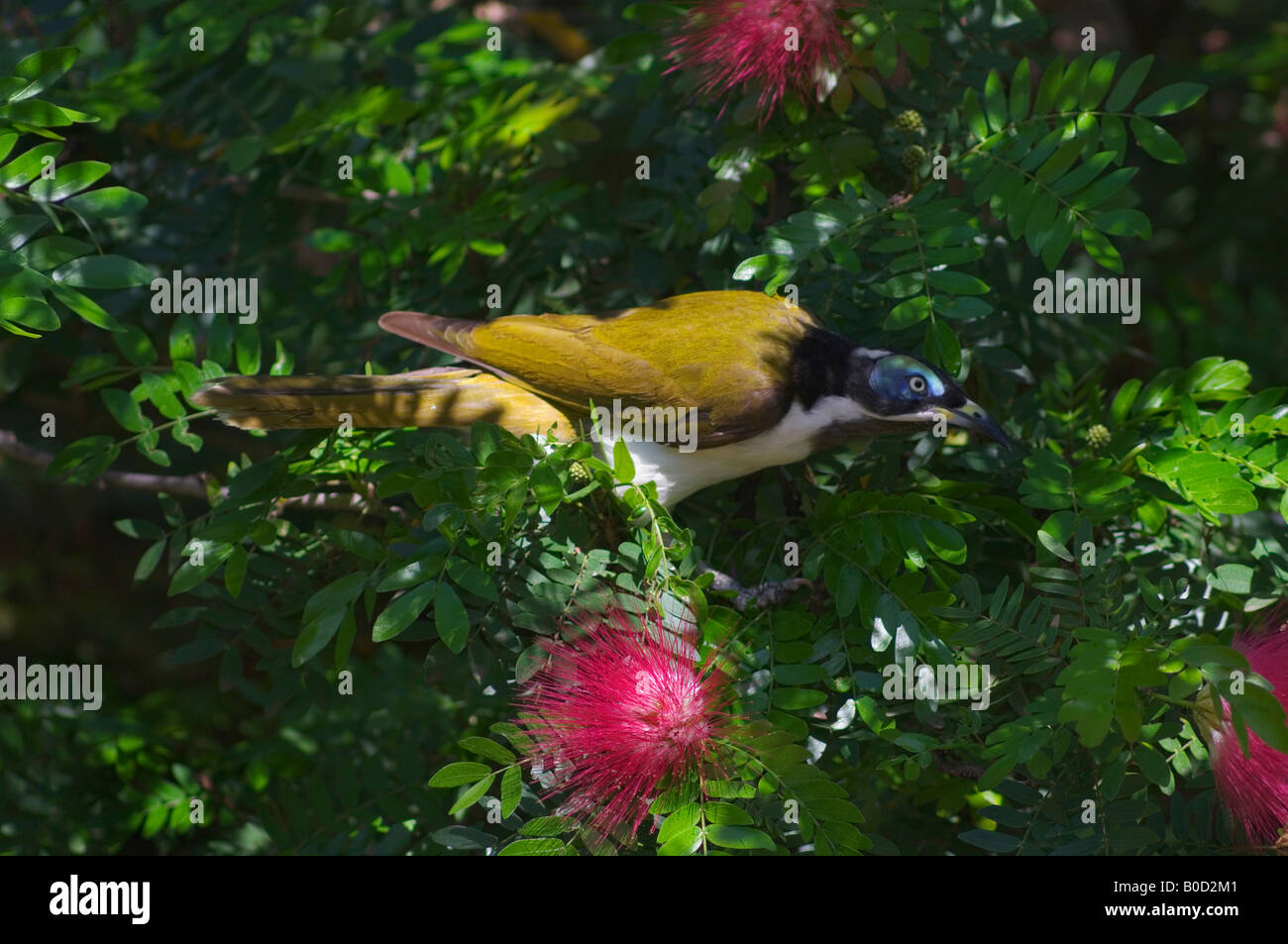Blue faced Honeyeater Entomyzon cyanotis in bottle brush tree with red ...