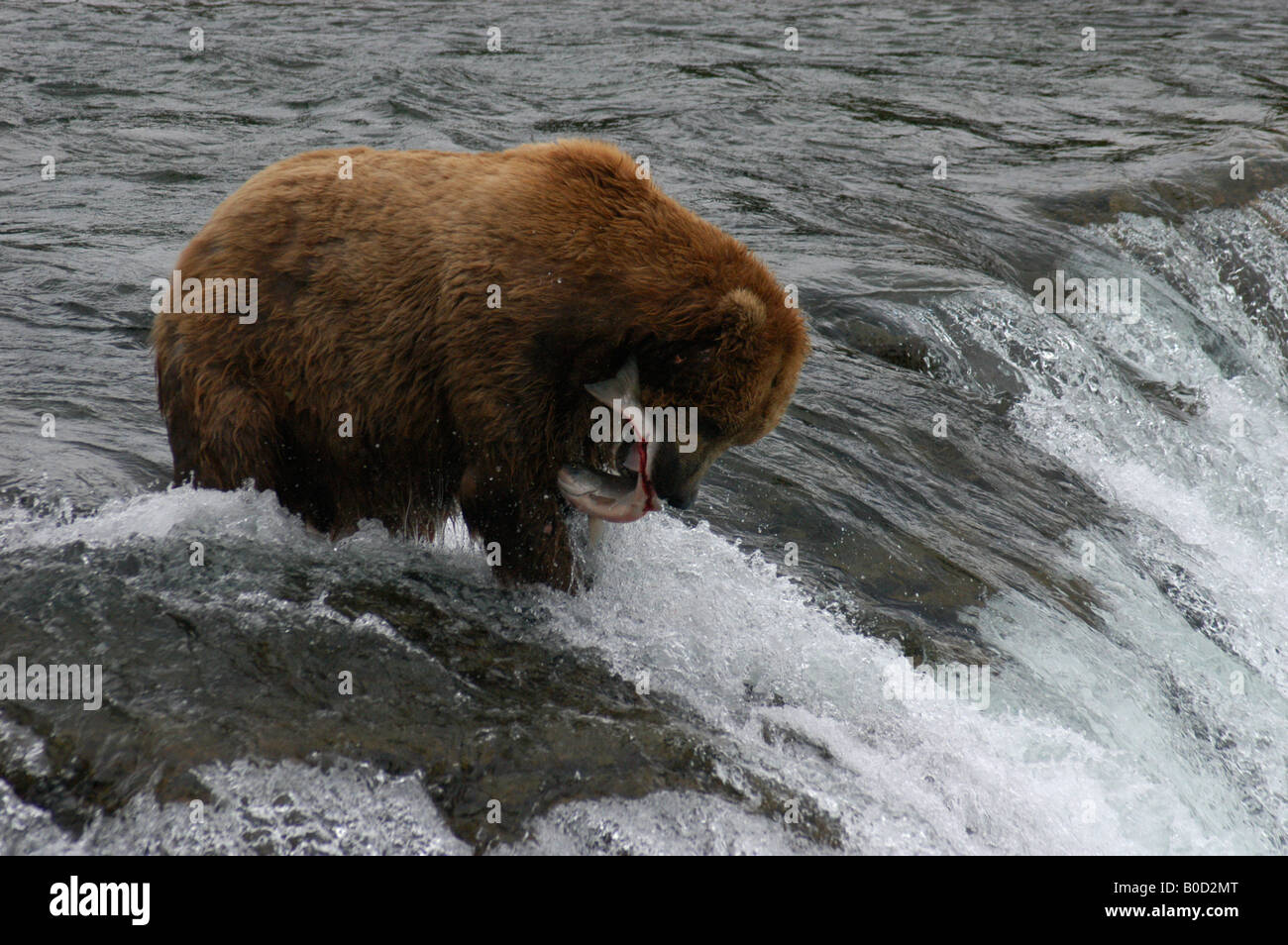 Timothy Treadwell Grizzly Man