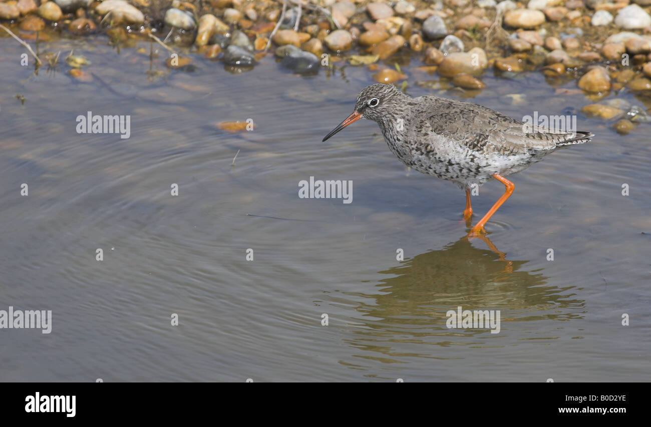 Wading red shank hi-res stock photography and images - Alamy