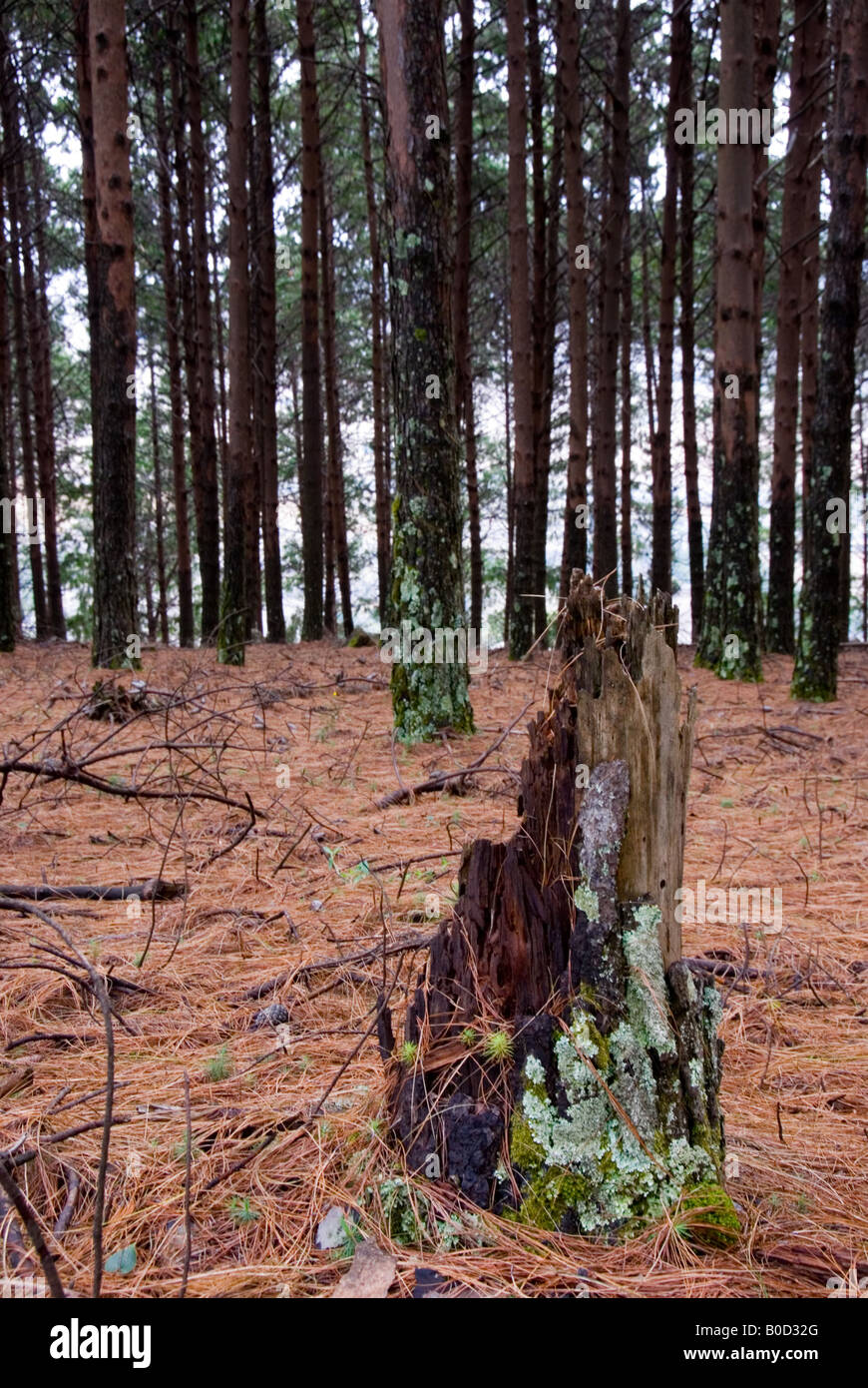 Chopped pine tree in the foreground and a forest in the background ...