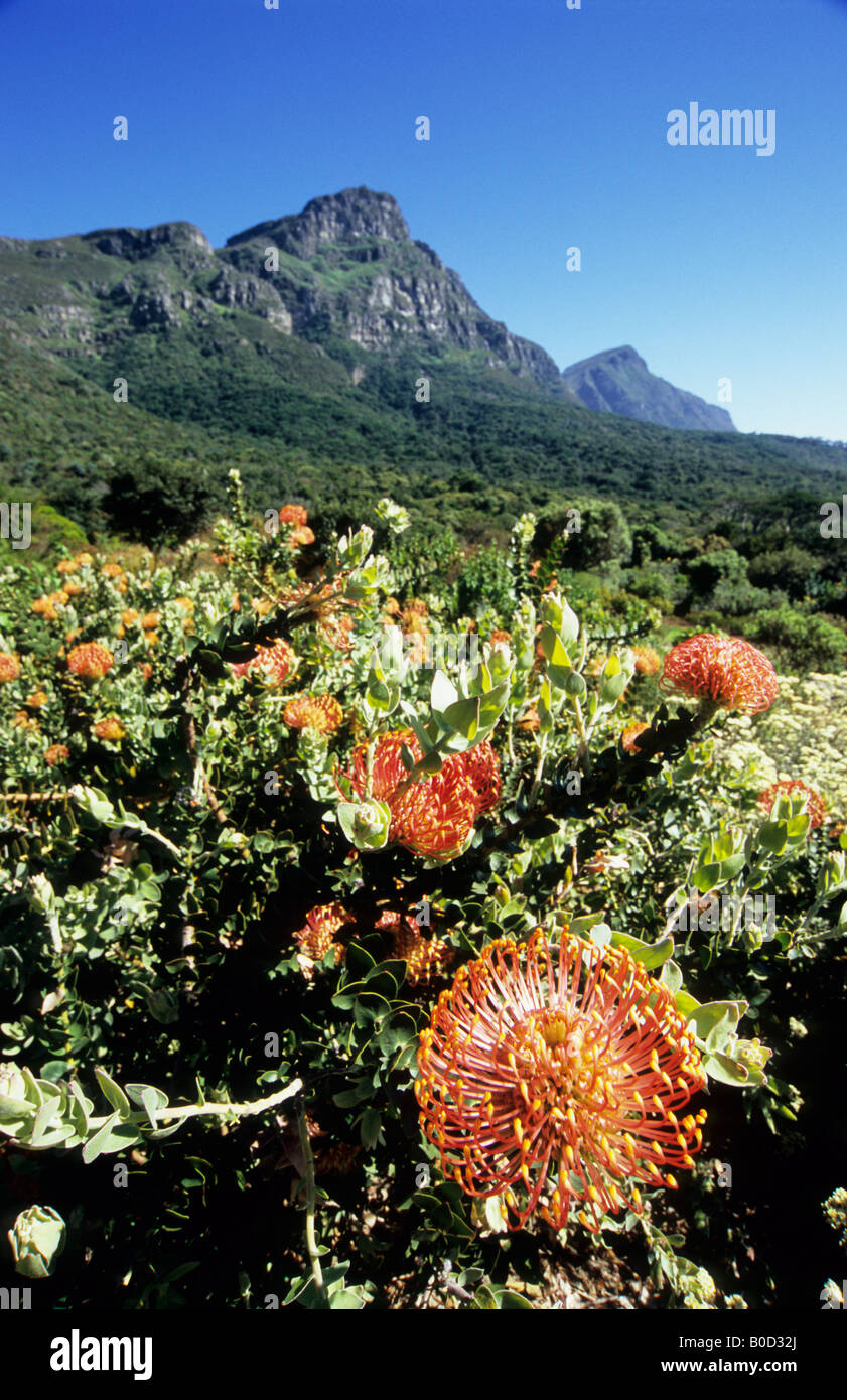 Cape Town, South Africa, beautiful landscape, flowers, plants, gardens ...