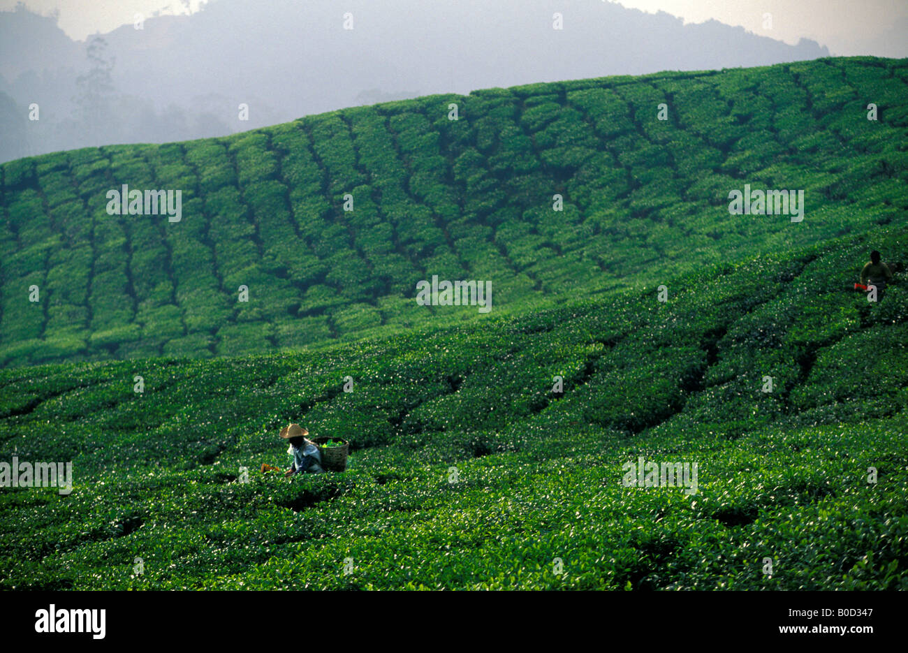 Tea picking cameron highlands malaysia hi-res stock photography and ...