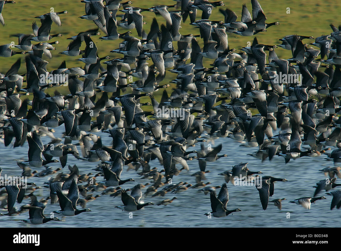 Barnacle Geese in flight Stock Photo - Alamy
