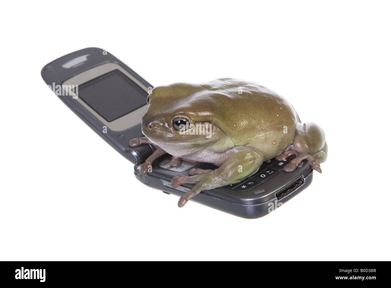 Dumpy Tree frog making a call on cell phone isolated on white ...