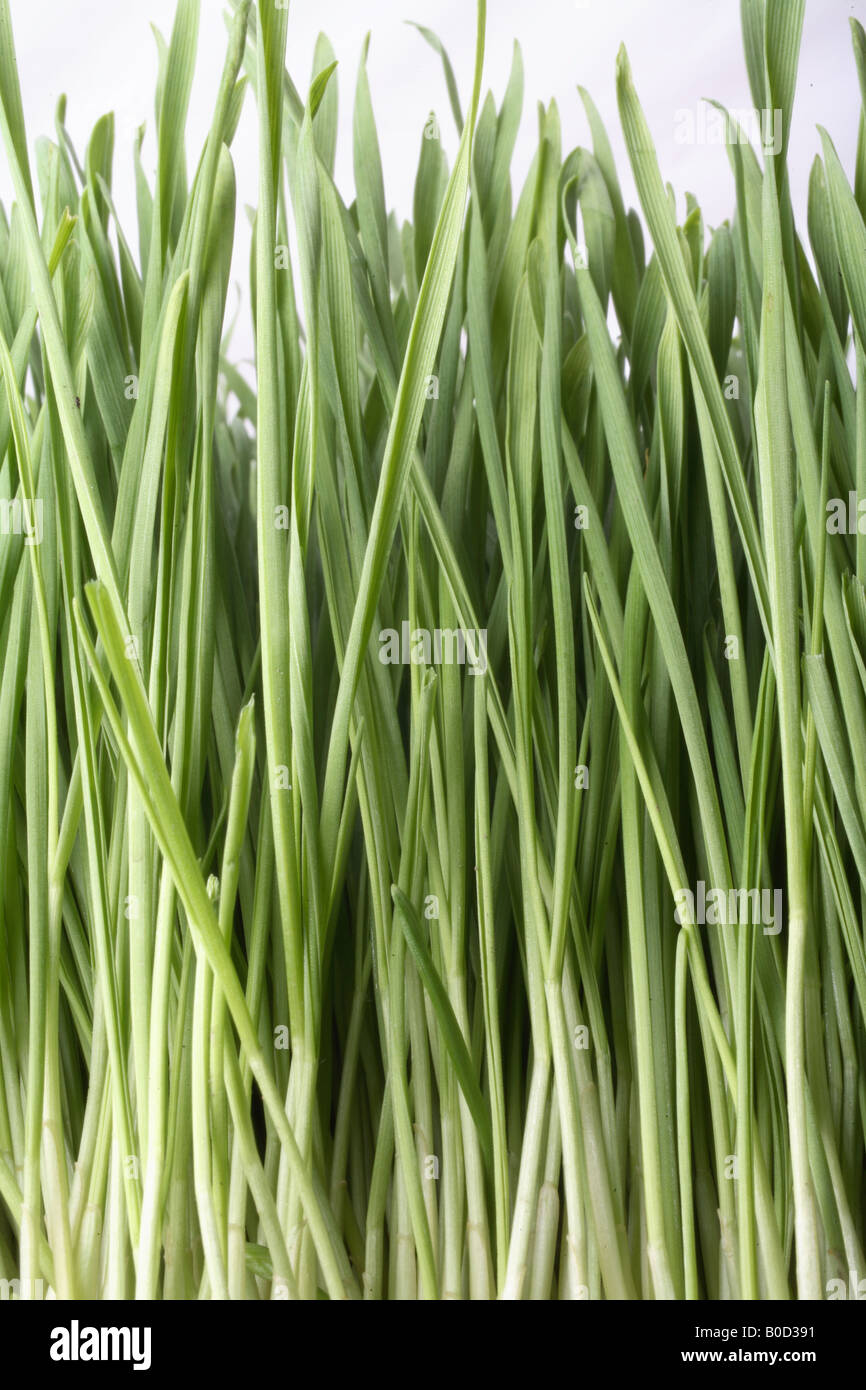 wheat grass, wheat, grass, health, health food Stock Photo - Alamy
