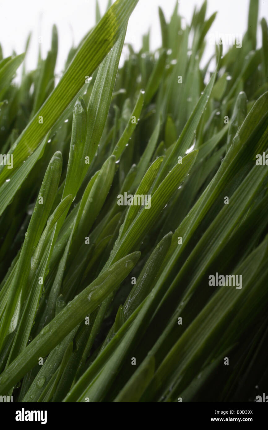 Lawn mowing pattern hi-res stock photography and images - Alamy