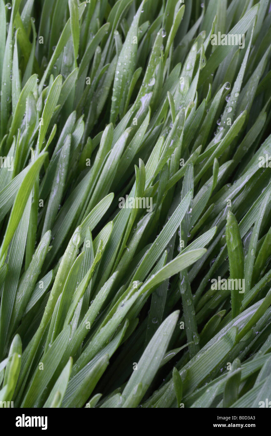 Iron wheat hi-res stock photography and images - Alamy