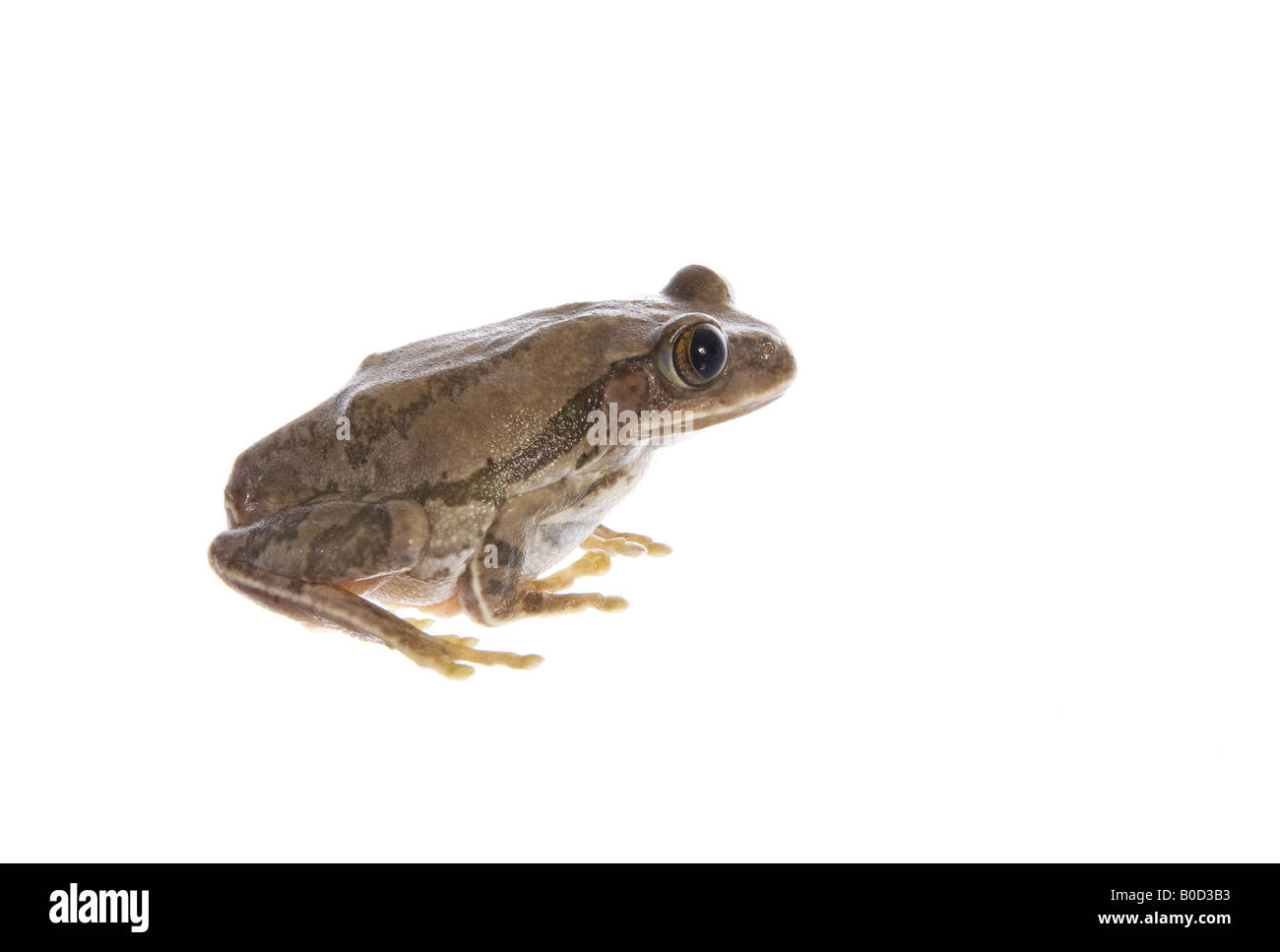 Tree frog profile side view isolated on white background Stock Photo ...