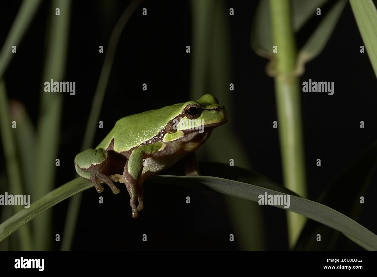 Italian Tree Frog Hyla intermedia Central Italy Stock Photo - Alamy