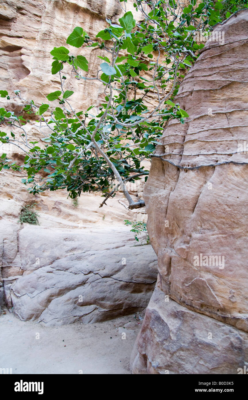 Gate of the siq hi-res stock photography and images - Alamy
