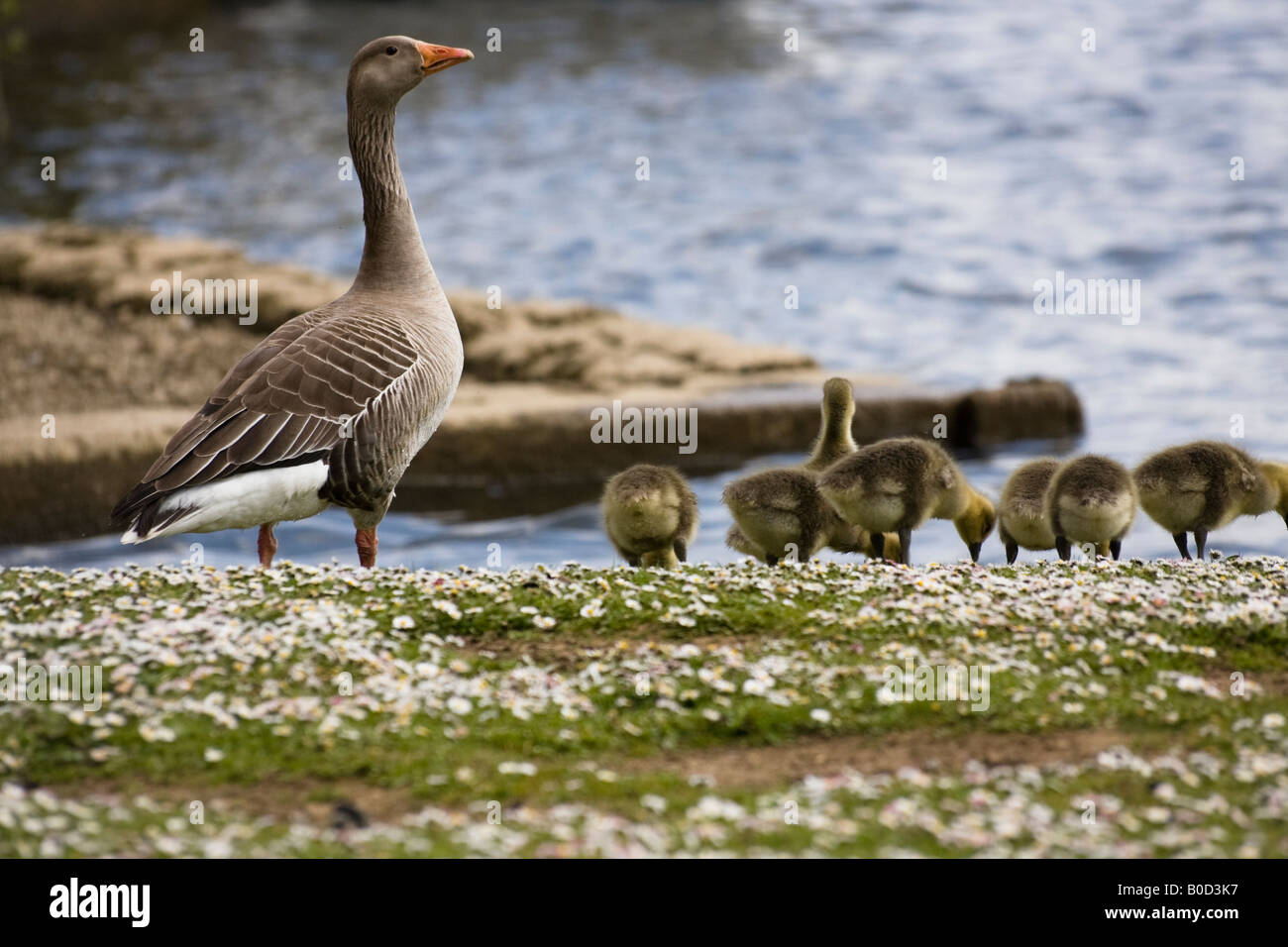 Toulouse geese hi-res stock photography and images - Alamy