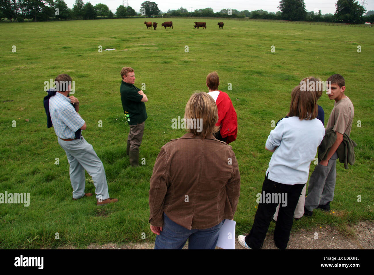 Red poll cattle hi-res stock photography and images - Alamy