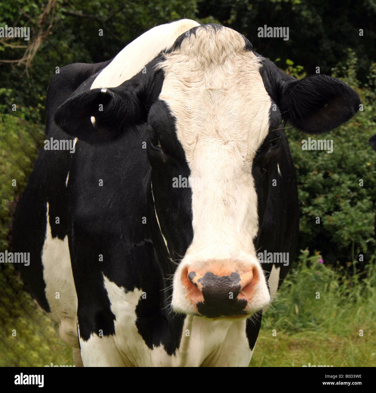 A dairy cow poses for his photo! Stock Photo - Alamy