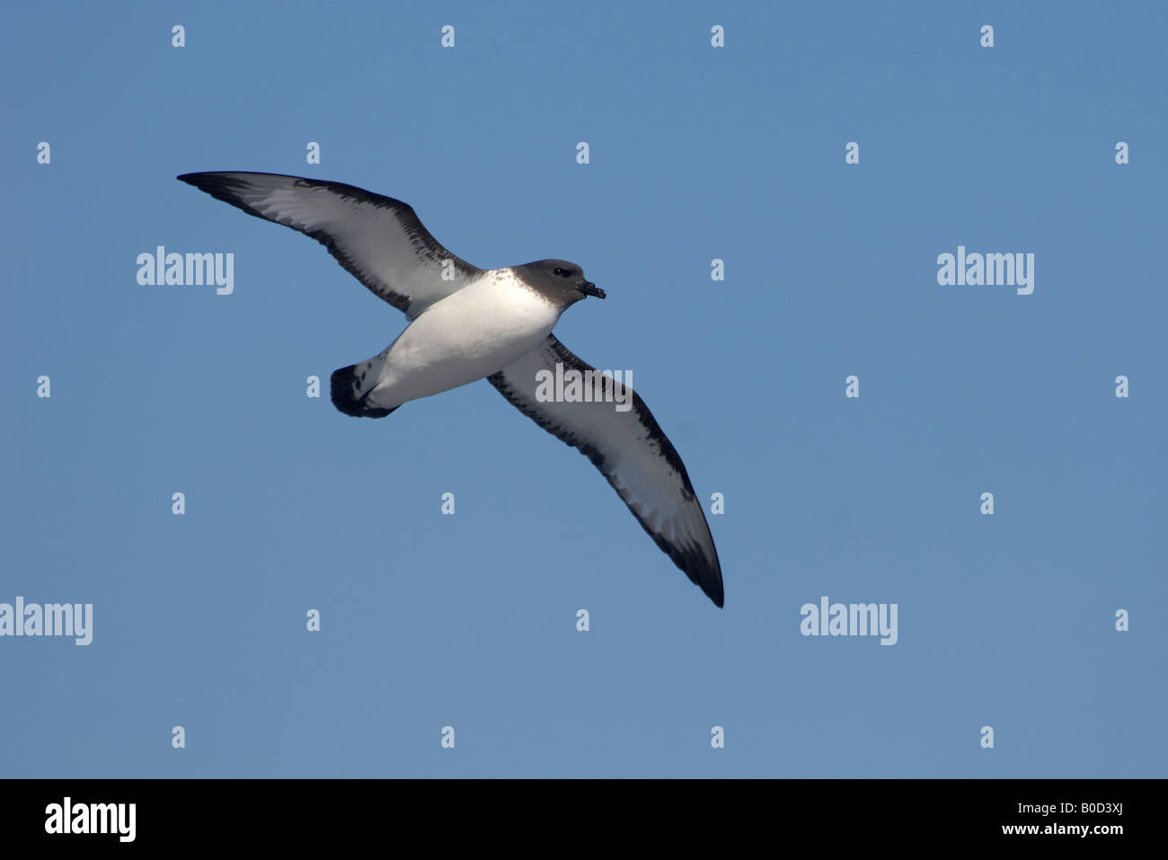 Cape Petrel Daption capense in flight view from underside Southern ...