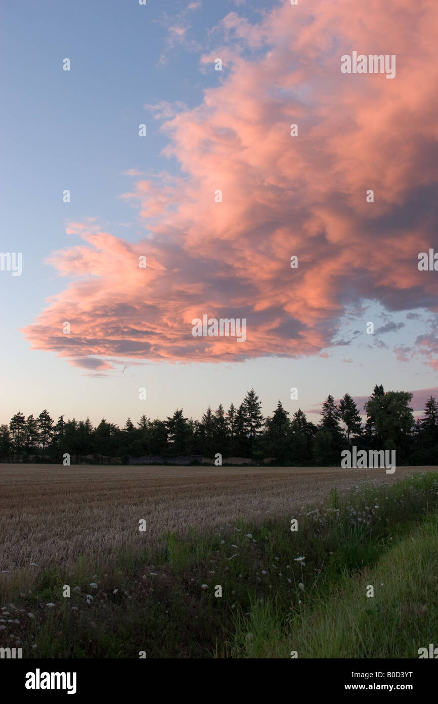 Impressive low cloud formation over trees at sunset Stock Photo - Alamy