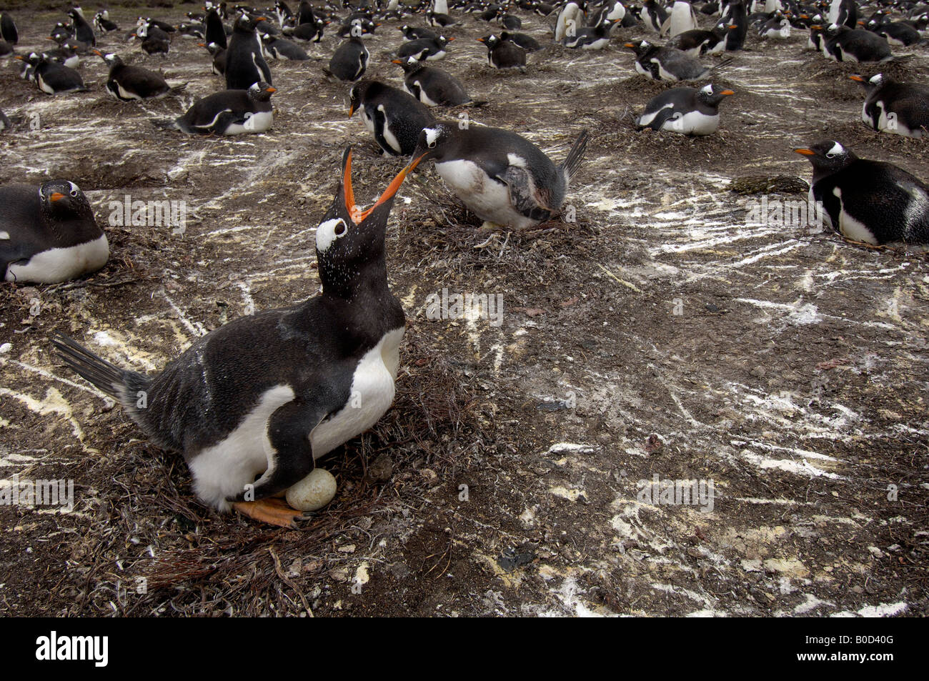 Gentoo Penguin Pygoscelis papua Falkland Islands Saunders Island on ...