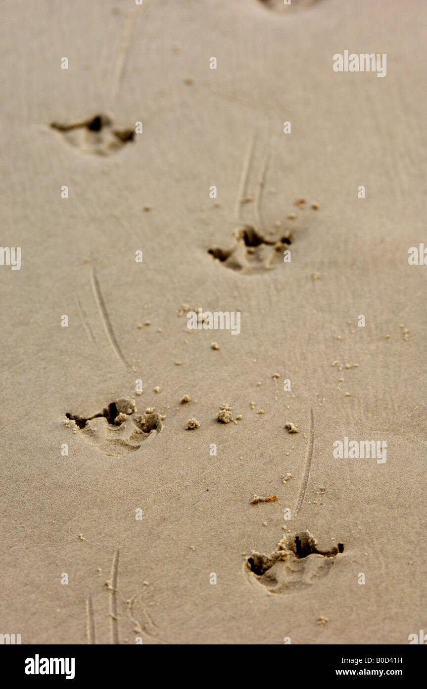 Penguin footprints hi-res stock photography and images - Alamy