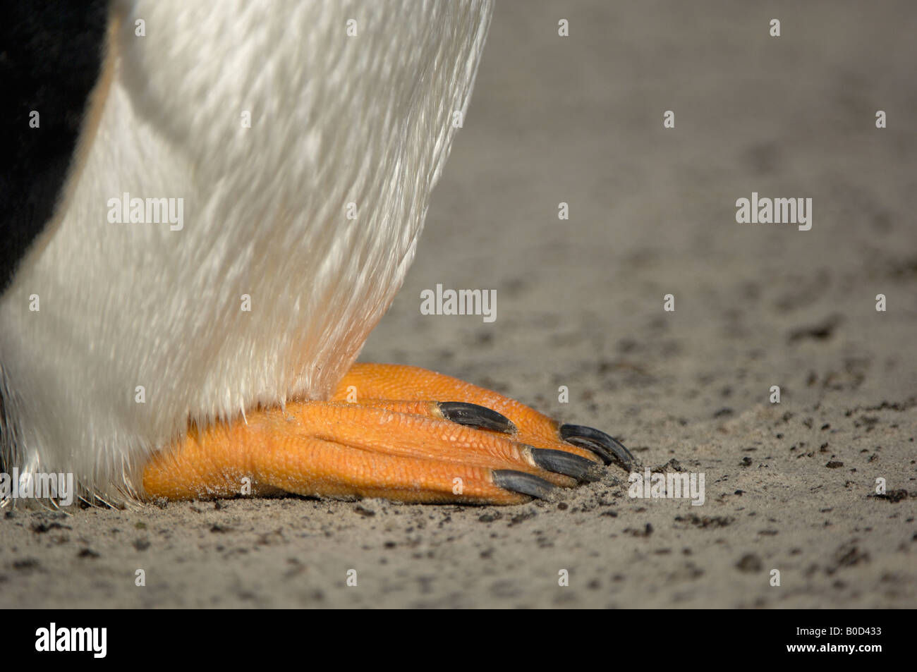 Feet up in sea hi-res stock photography and images - Alamy