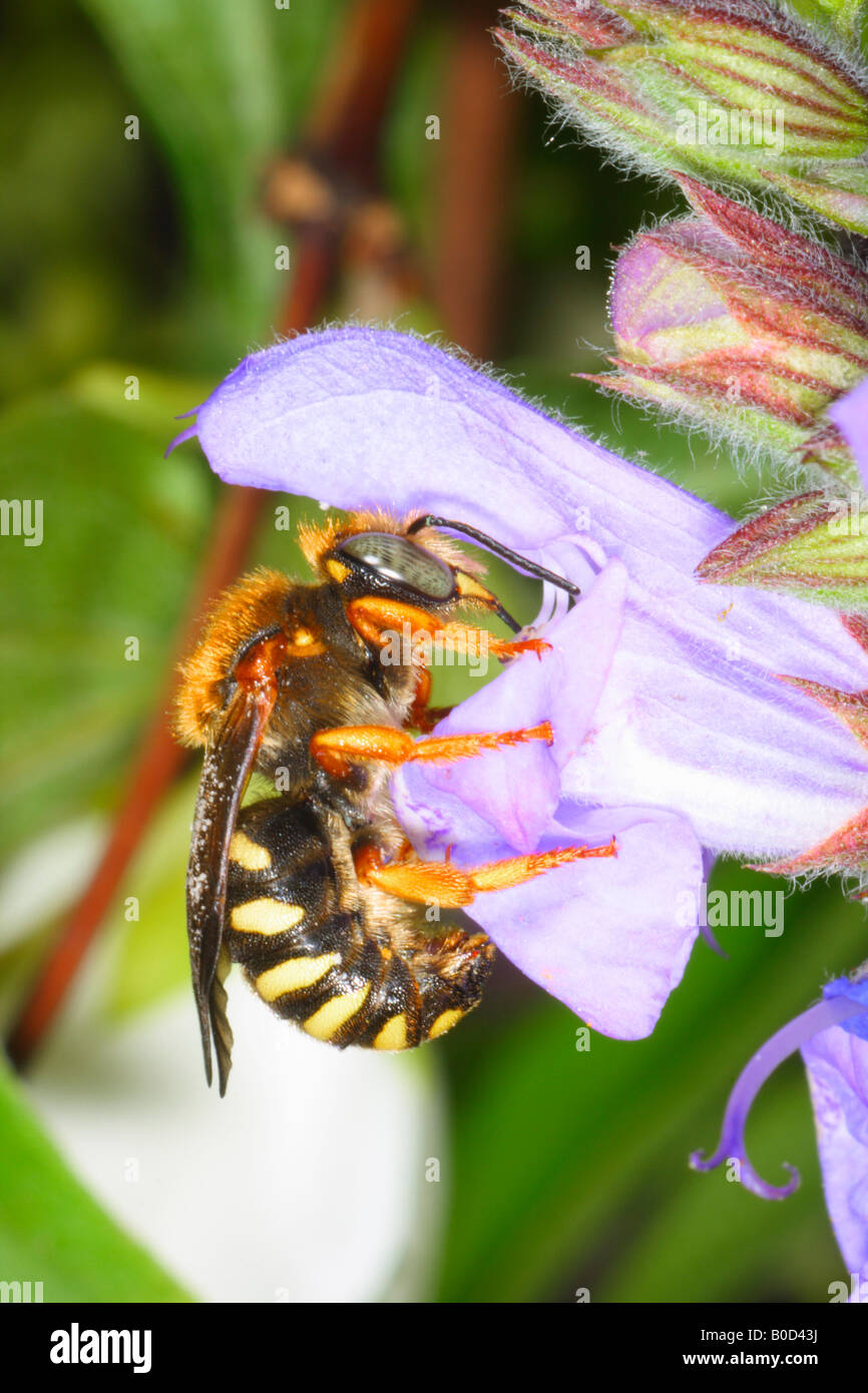 Anthidium sp hi-res stock photography and images - Alamy