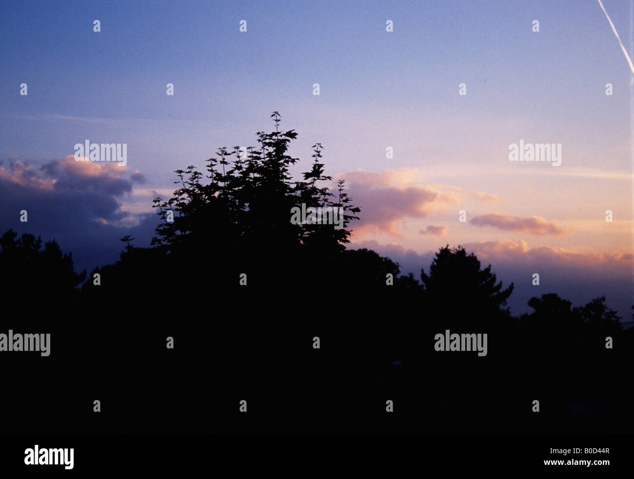 blue indigo purple orange red and yellow sunset over dark tree line in ...