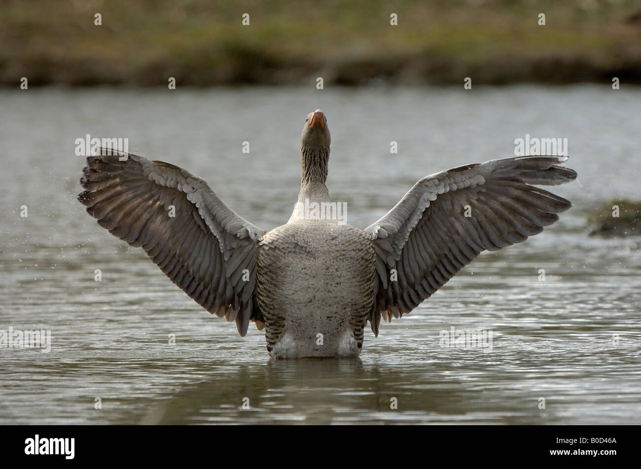 Greylag Goose Anser anser stretching wings standing in water ...