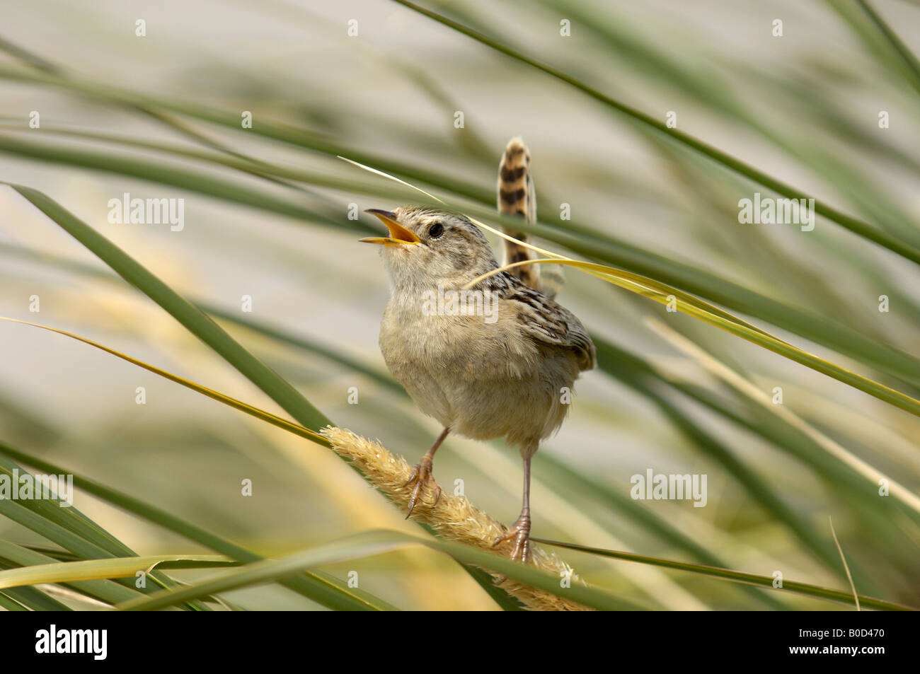 Grass Wren Cystothorus platensis perched in grass singing near Stanley ...