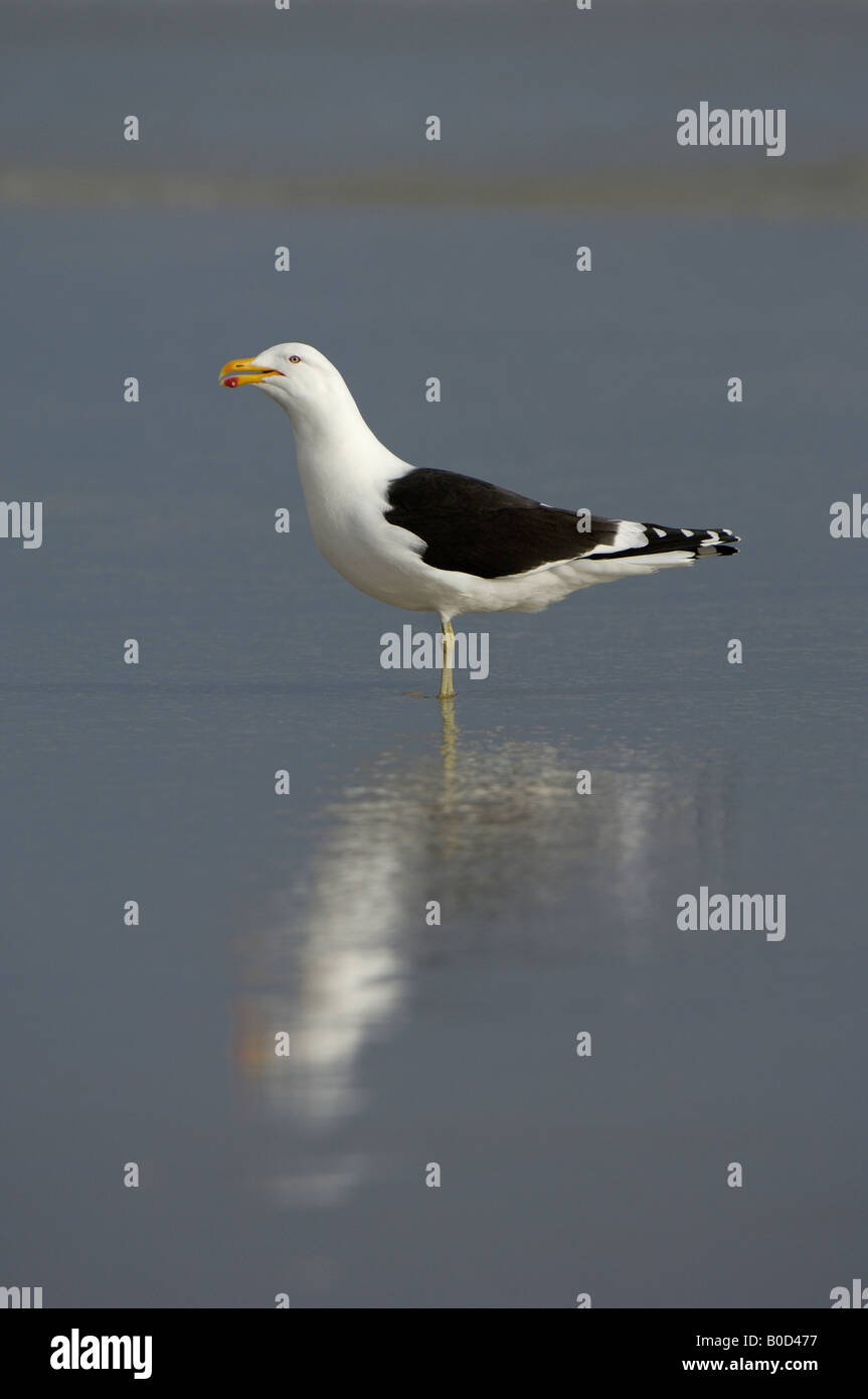 Kelp Gull Larus dominicus Saunders Island Falklands standing on beach ...