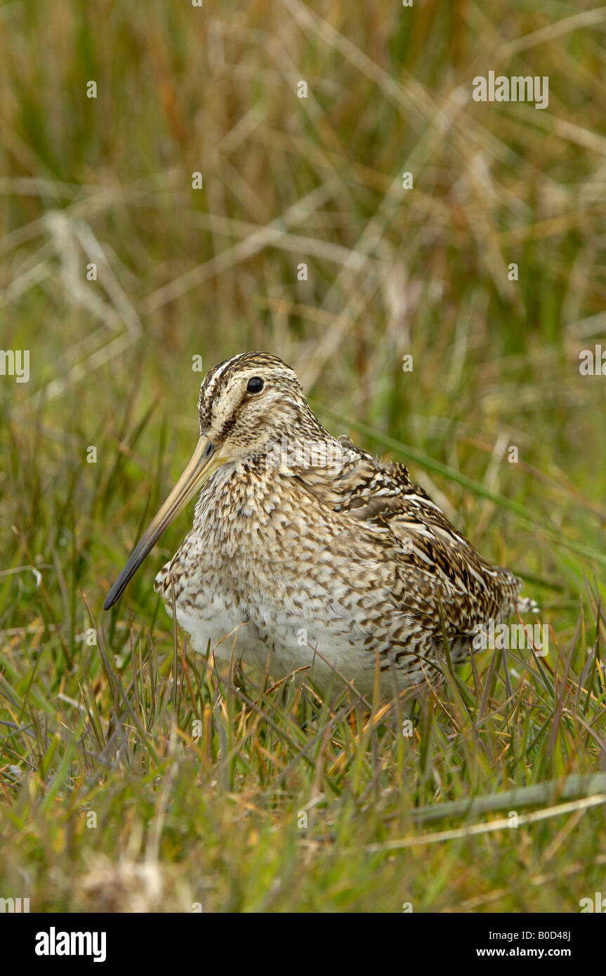 Magellanic Snipe Gallinago paraguaiae magellanica Sea Lion Island ...