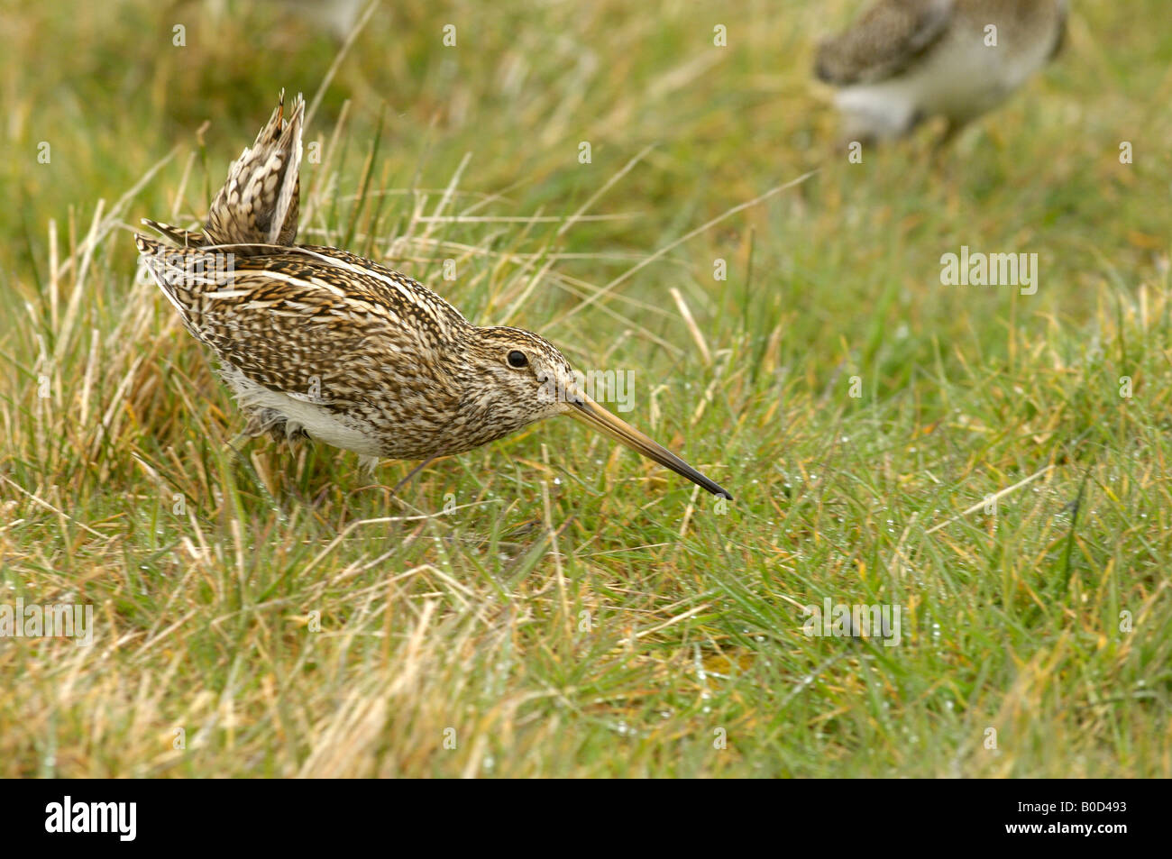 Magellanic Snipe Gallinago paraguaiae magellanica Sea Lion Island ...
