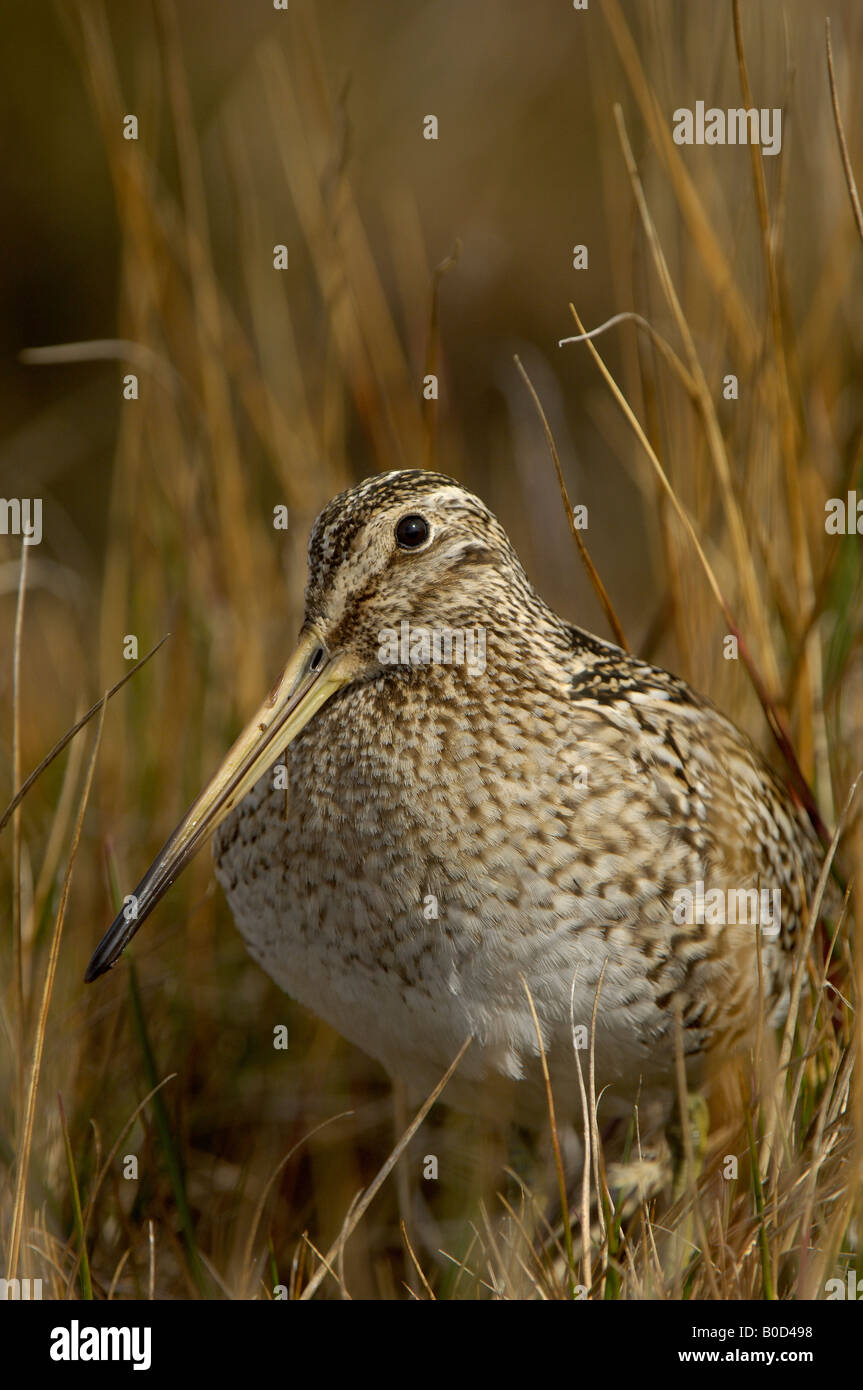 Magellanic Snipe Gallinago paraguaiae magellanica Sea Lion Island ...