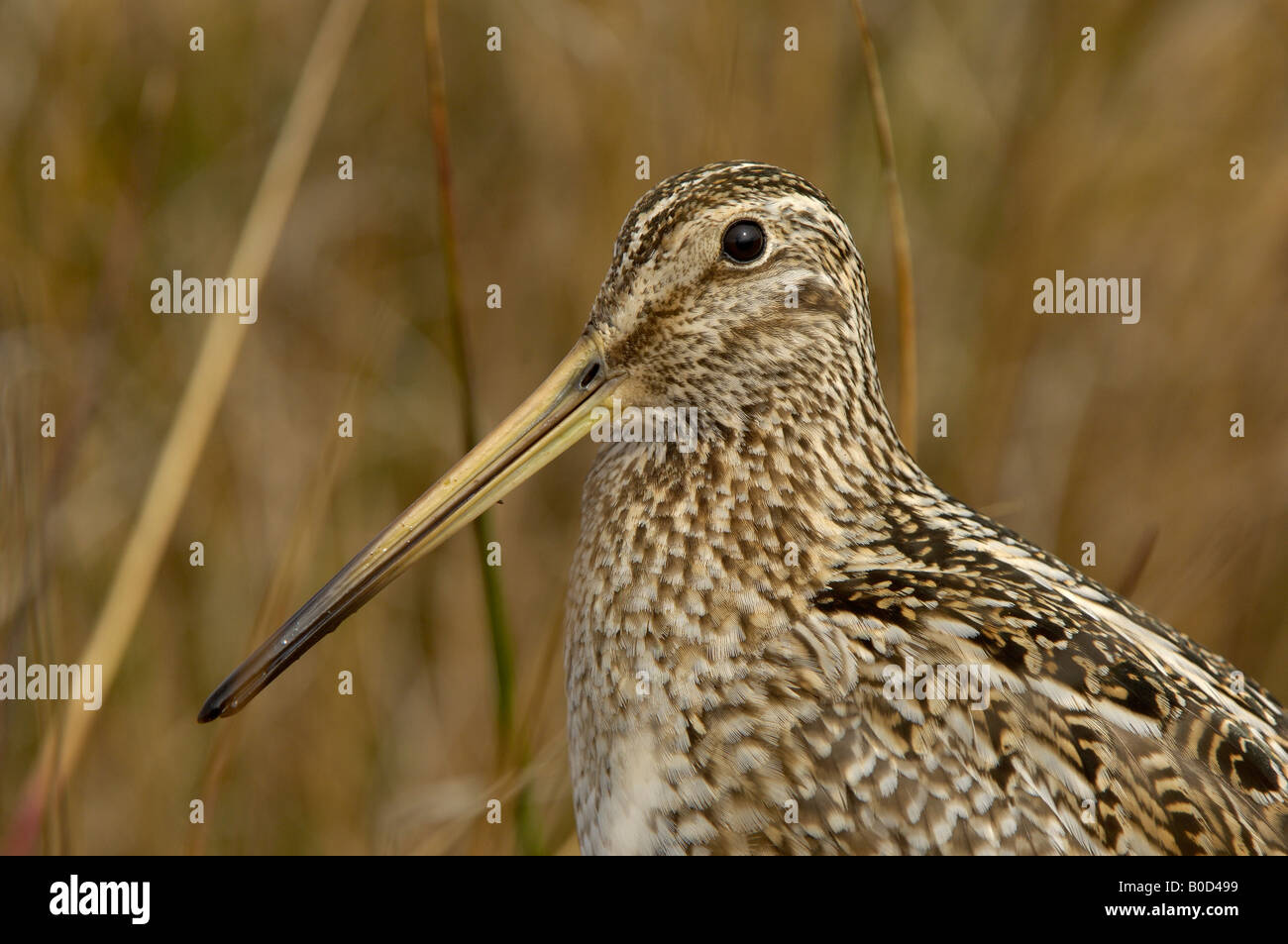 Magellanic Snipe Gallinago paraguaiae magellanica Sea Lion Island ...