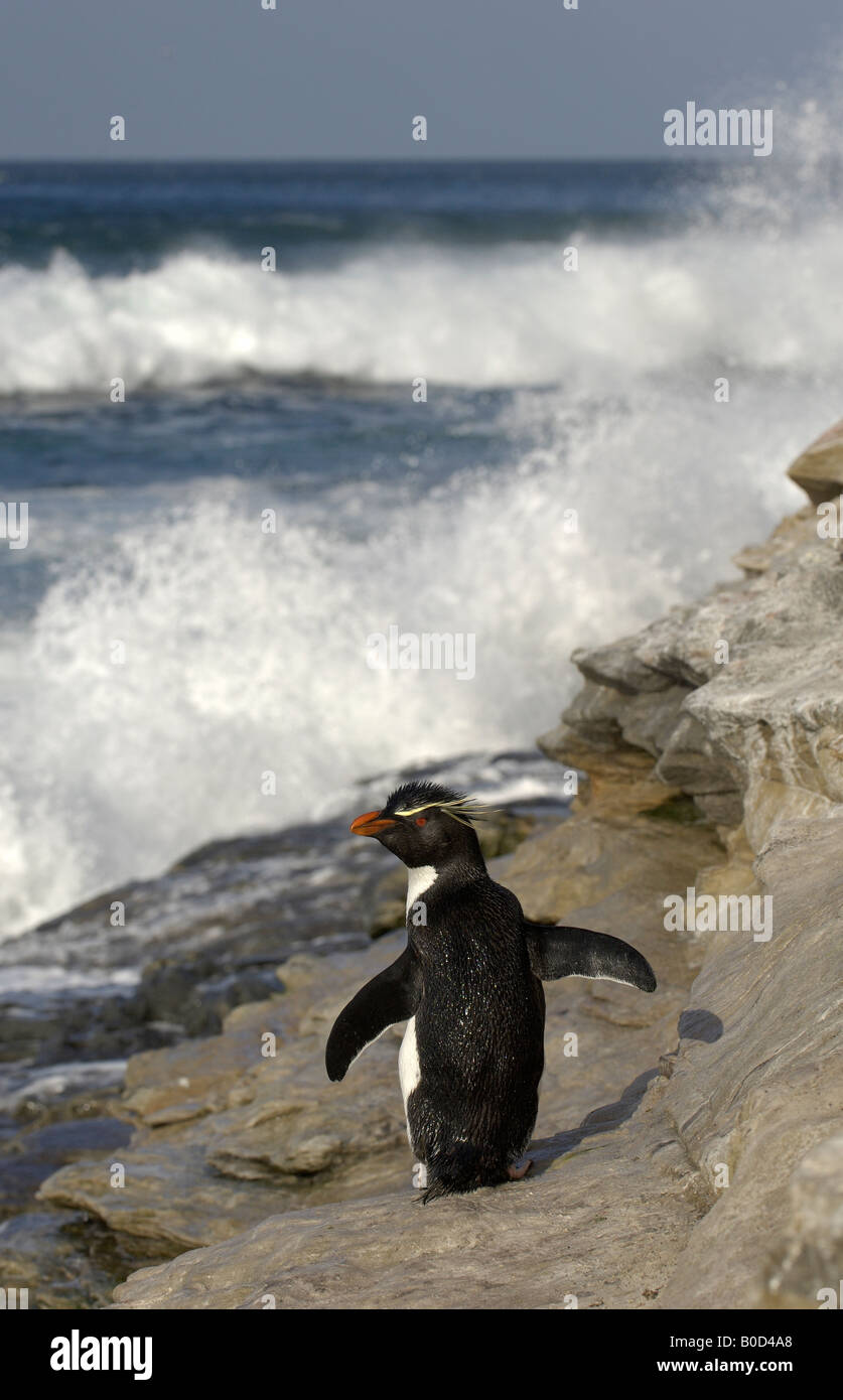 Rockhopper Penguin Eudyptes chrysocome Falkland Islands stood on rocks ...