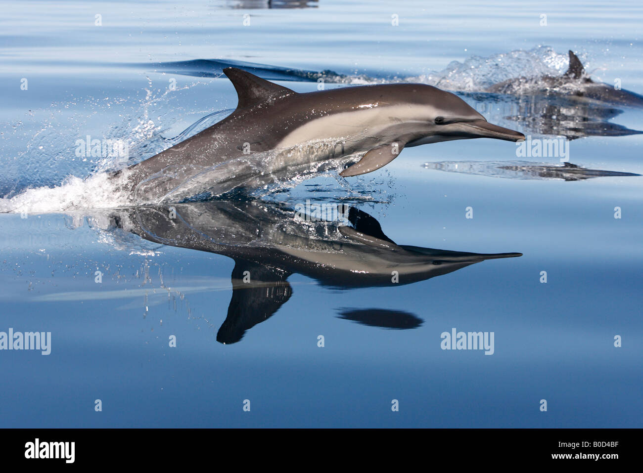 Common Dolphin reflected in water Stock Photo - Alamy