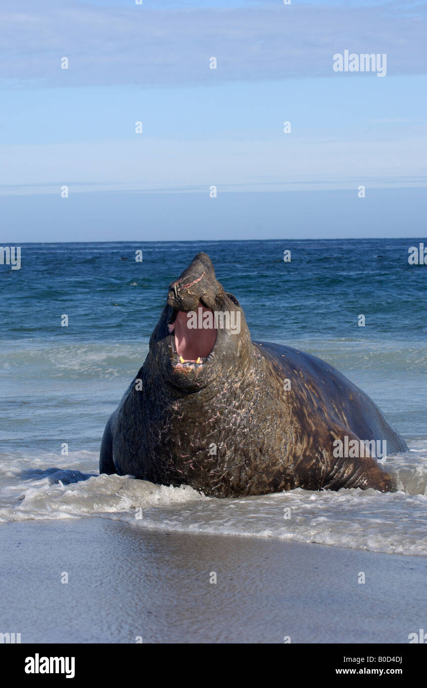 Southern Elephant Seal Mirounga leonina Sea Lion Island Falkland ...