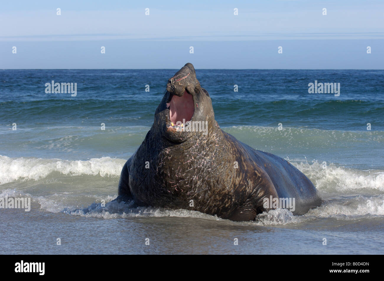 Southern Elephant Seal Mirounga leonina Sea Lion Island Falkland ...