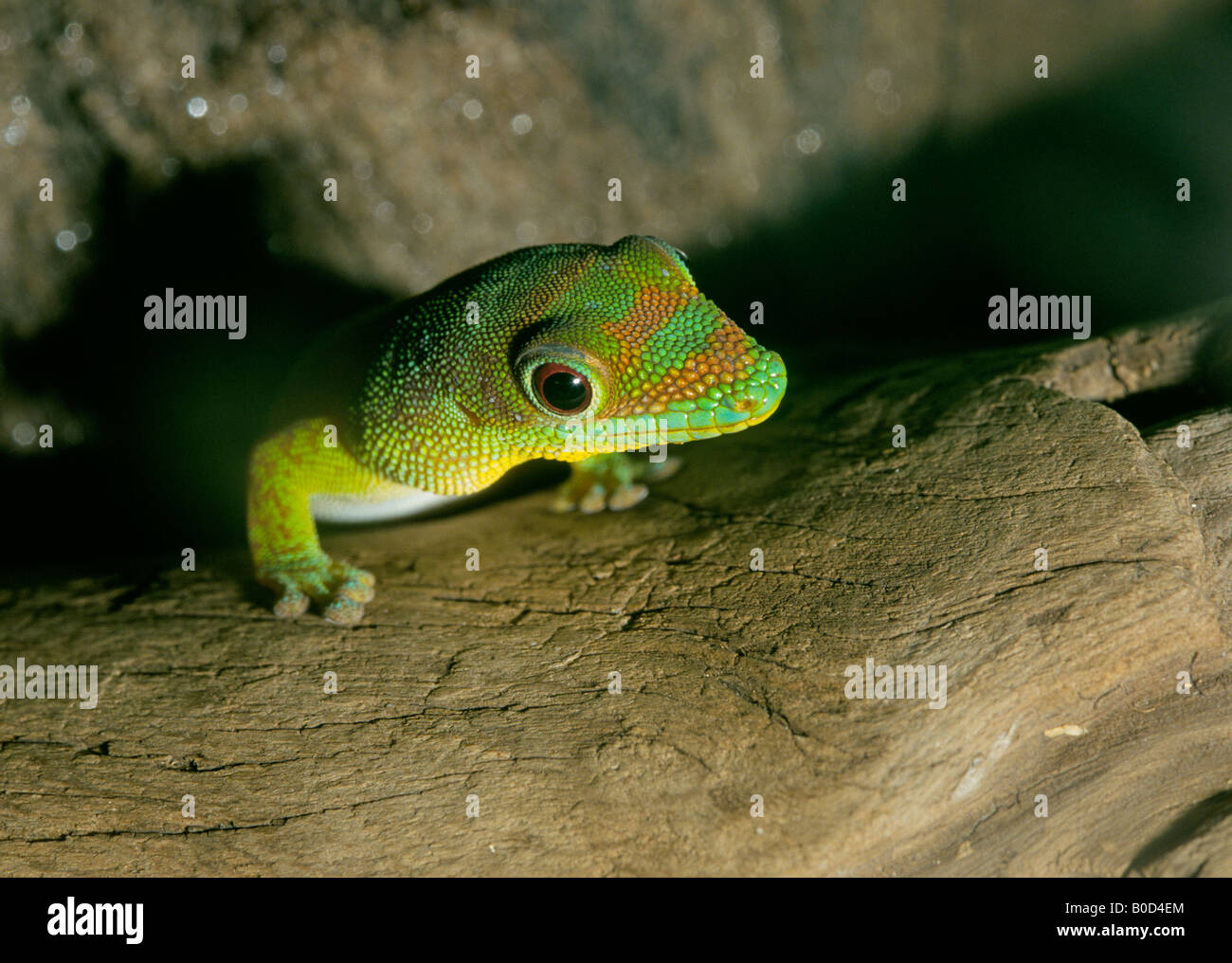 Hawaiian gecko hi-res stock photography and images - Alamy
