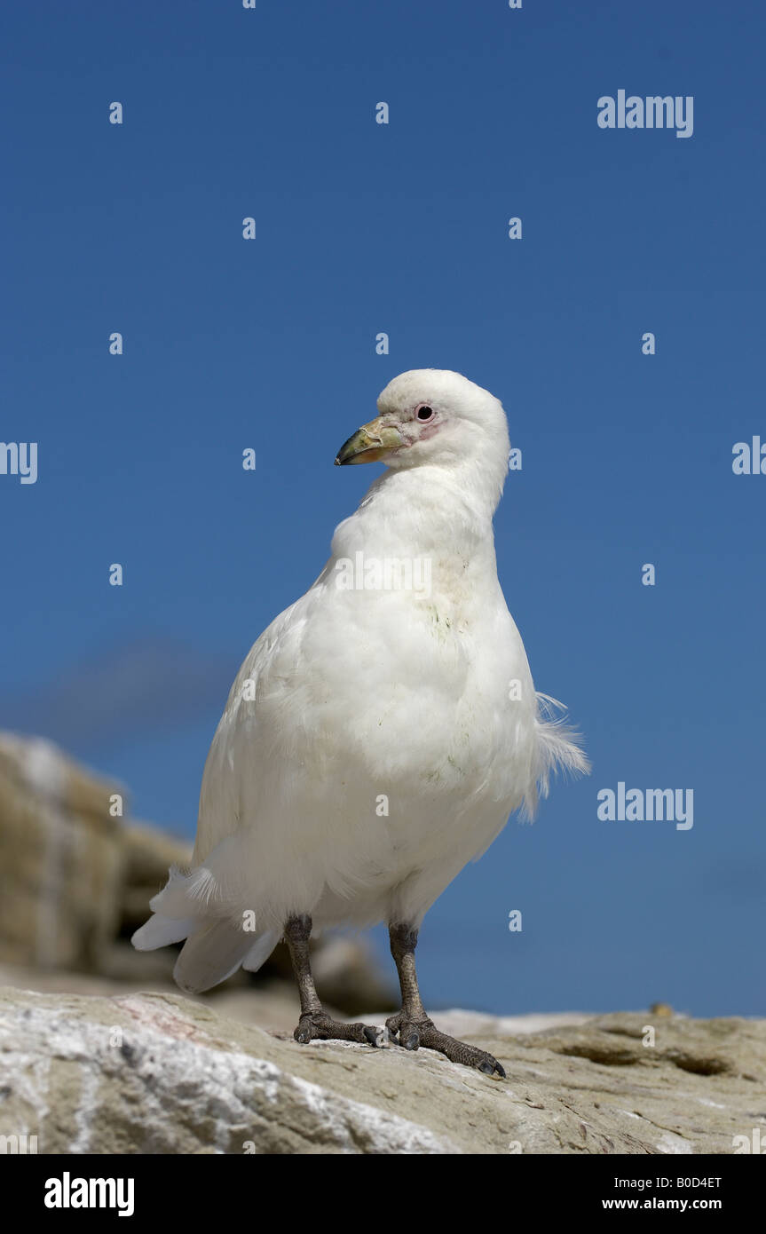Snowy Sheathbill Chionis alba Saunders Island Falkland Islands Stock ...