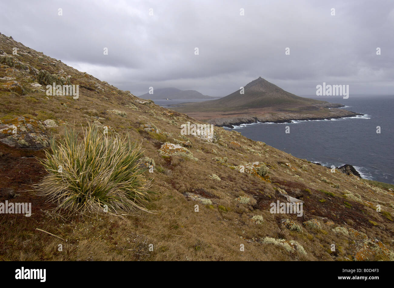 View over Steeple Jason Island Falkland Islands Stock Photo - Alamy