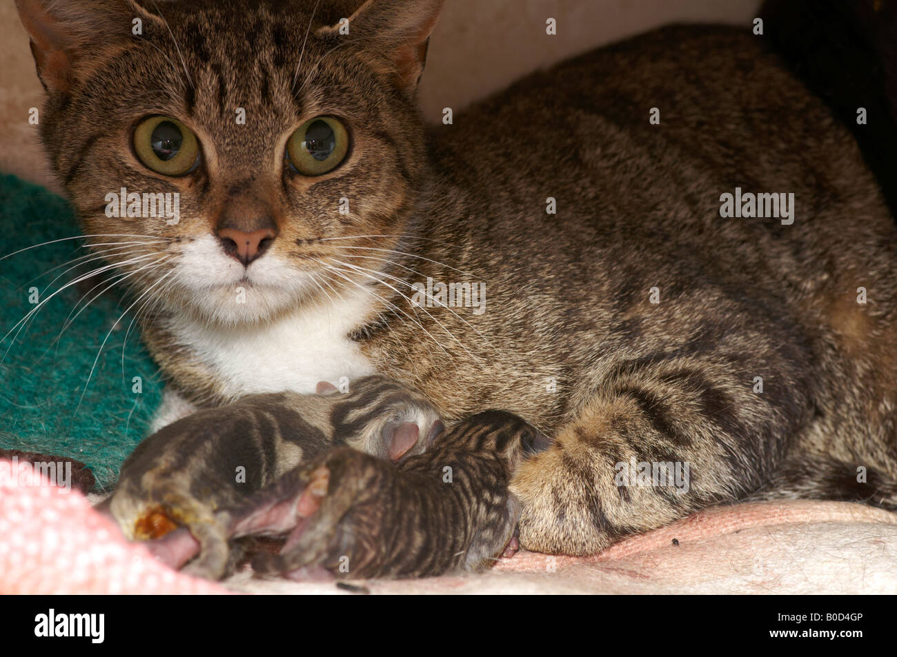 Mother queen tabby and white cat with kittens that are 1 one day old ...