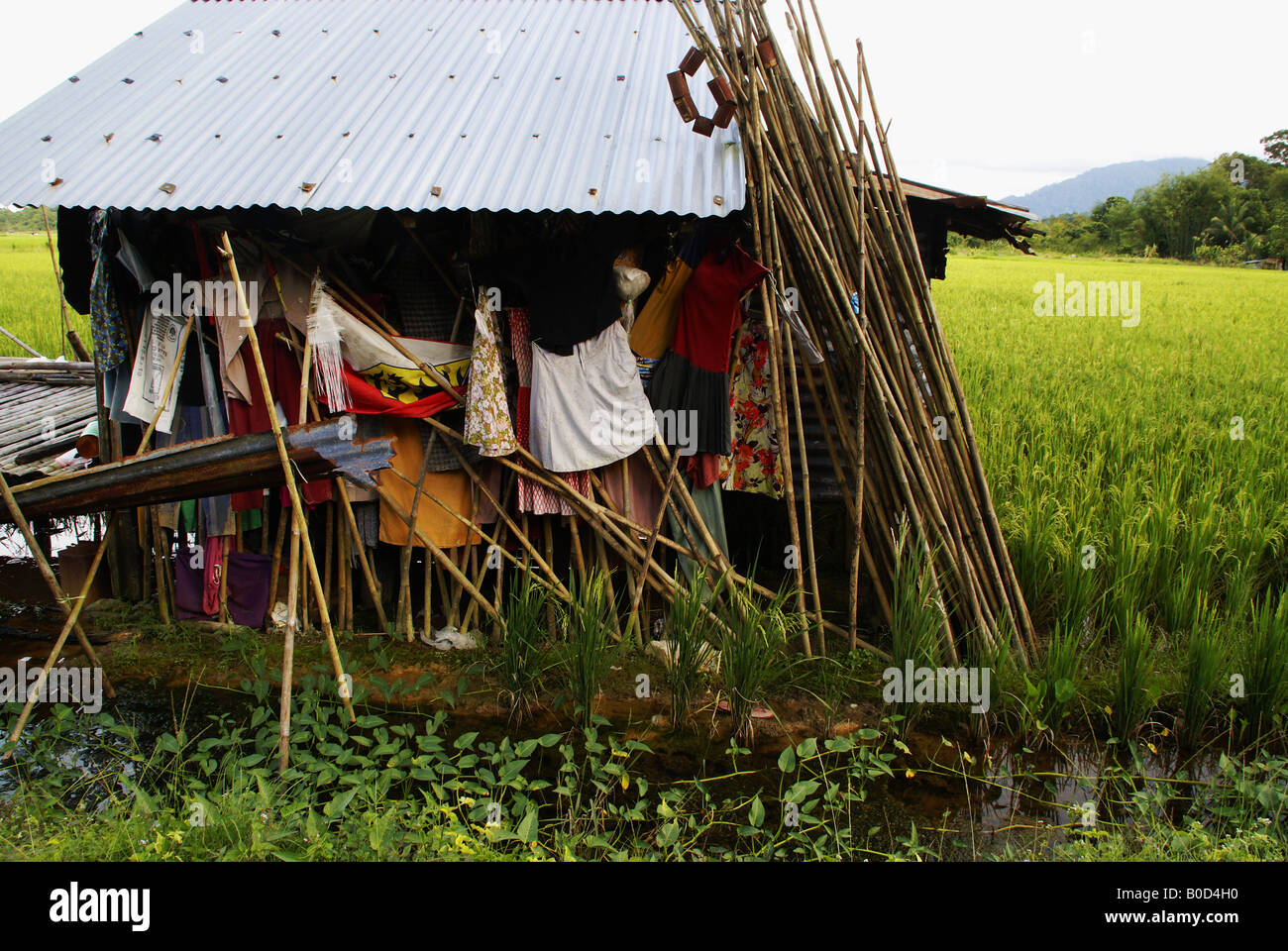 A storage hut in a rice padi field Stock Photo - Alamy
